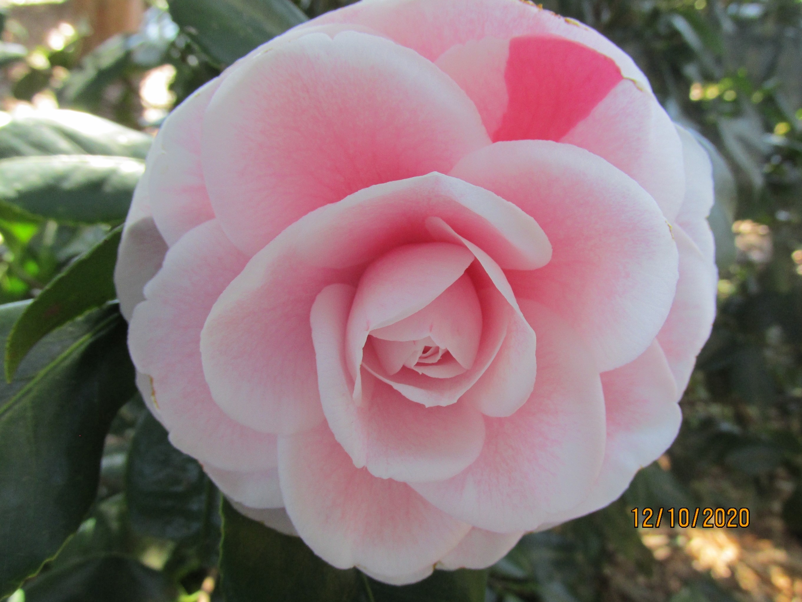 Florence Stratton Blush